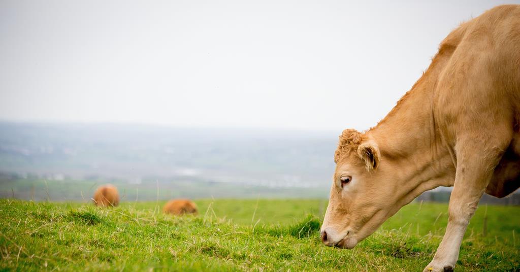 Irish beef exports to Britain slumped in first half of 2021 | News ...