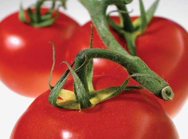 Super-sweet Maggie tomato set for Europe | News | The Grocer
