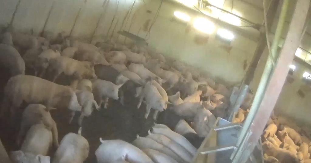 Tesco sourcing pork from farms with ‘illegal’ standards, says animal ...