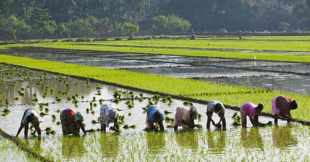 Rice markets rocked by South Asian floods and export curbs | News | The ...