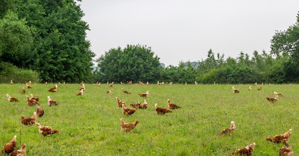 Bird flu: Defra announces housing order amid ‘heightened risk level ...