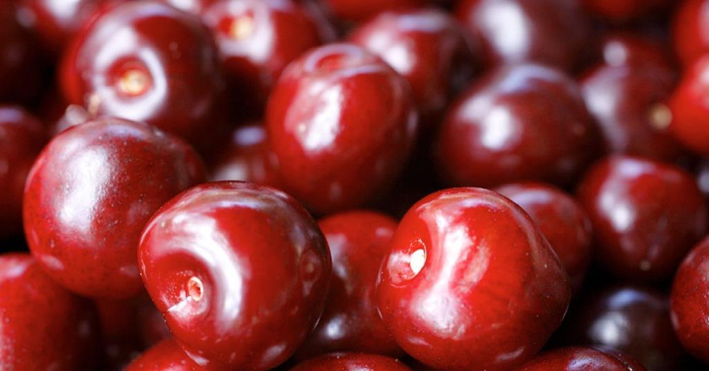 First Picota cherries of season arrive in UK from Spain | News | The Grocer
