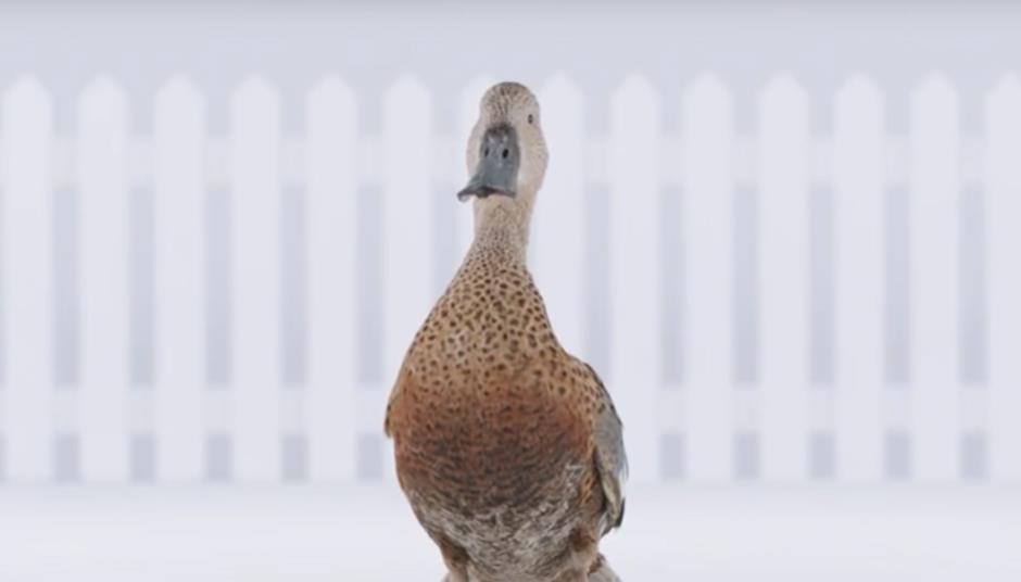 Aldi takes different tack with Duncan the indifferent duck | Comment ...