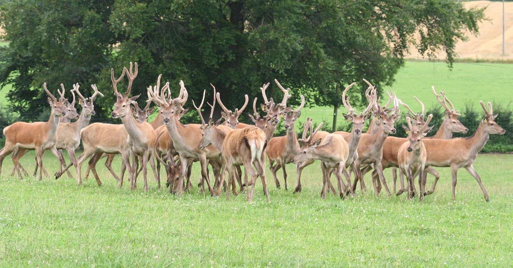 Waitrose to source 100% British venison meat from autumn 2021 | News ...