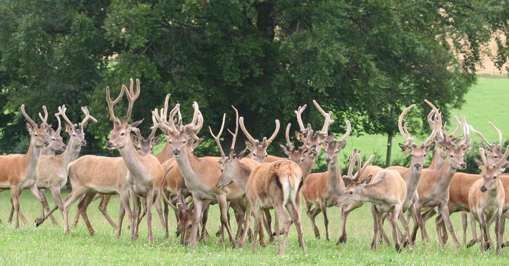 Waitrose to source 100% British venison meat from autumn 2021 | News ...