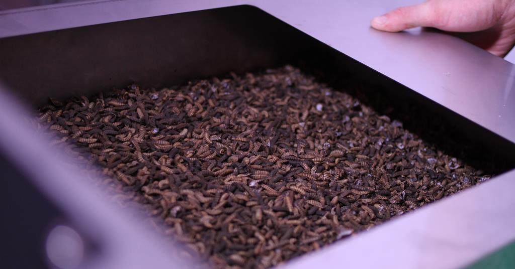 Inside the London insect farm that's reimagining protein | Analysis ...