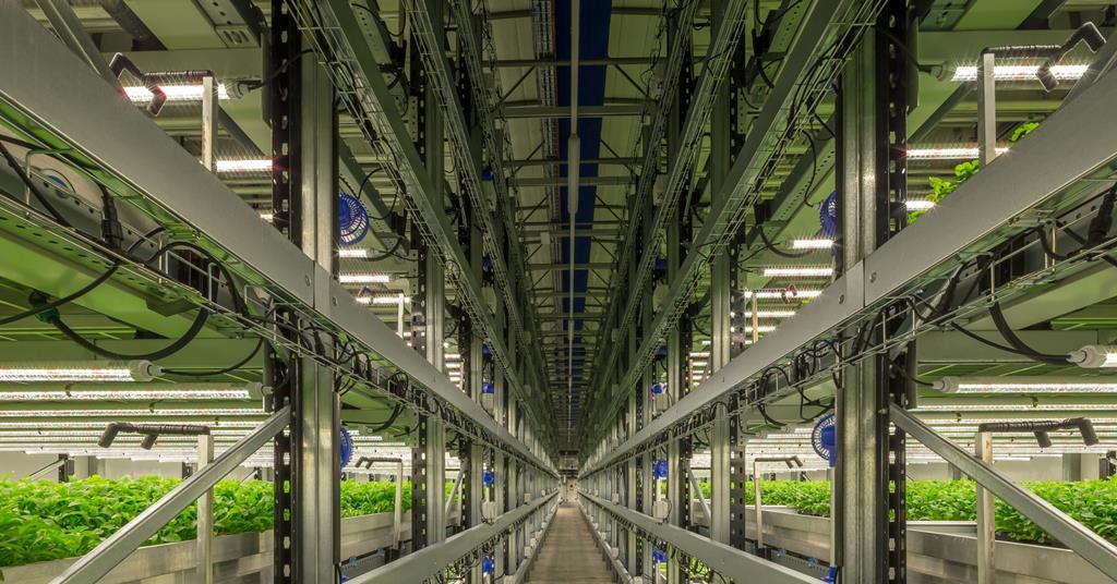 World’s biggest vertical farm completed in Norfolk | News | The Grocer