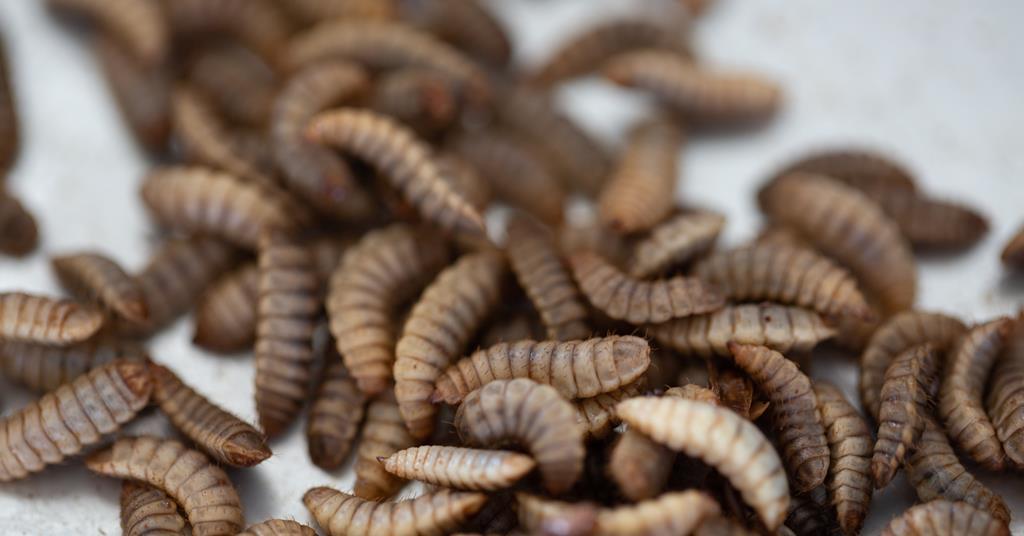 Inside the London insect farm that's reimagining protein | Analysis ...