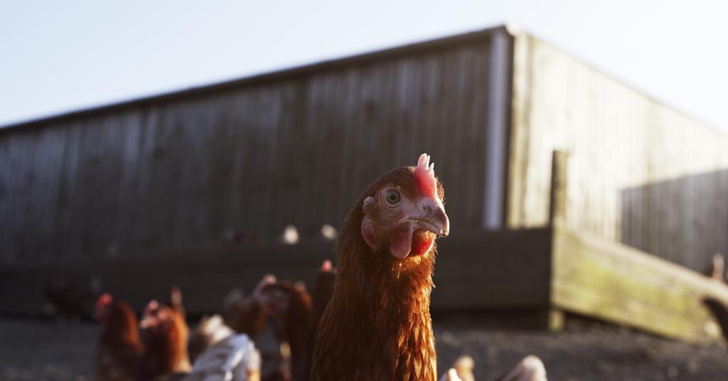 Waitrose banking on animal welfare standards to attract shoppers | News ...