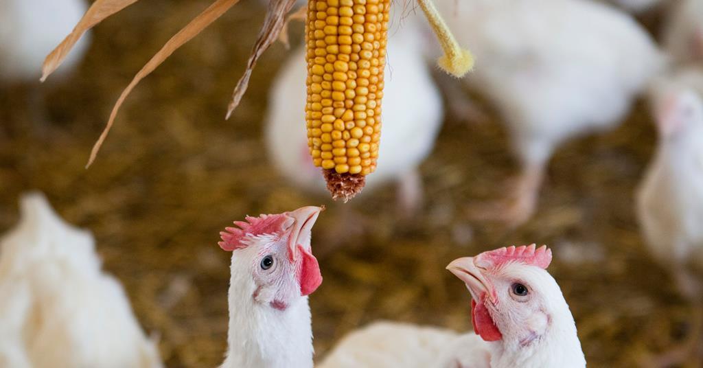 Better Chicken Commitment progress ‘falling behind’ | The Grocer