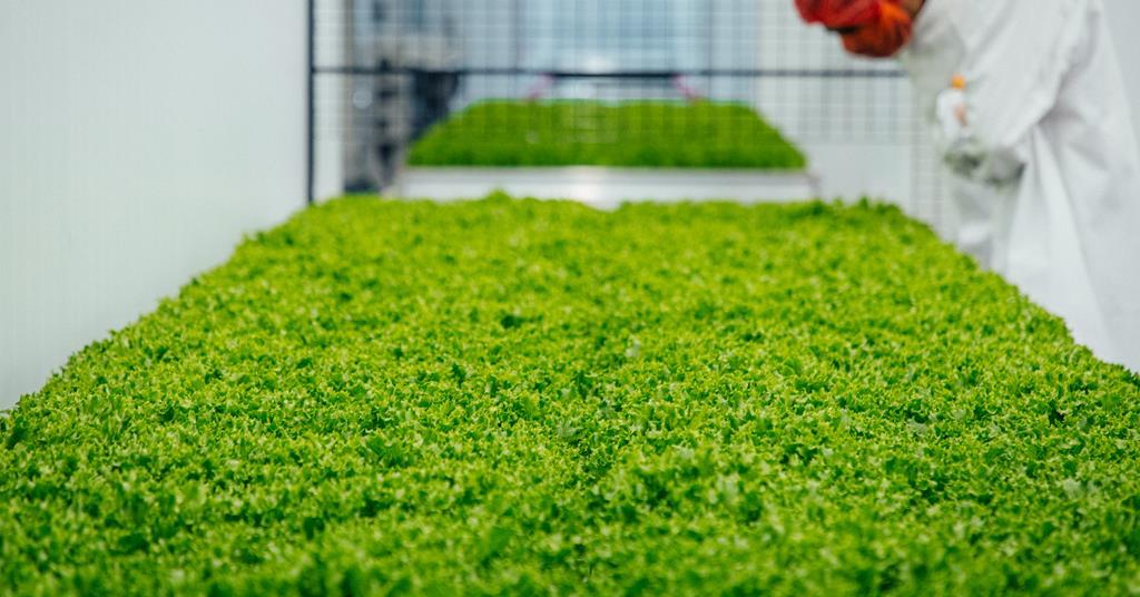 How GrowUp Farms is growing UK salad supply year round | Analysis ...