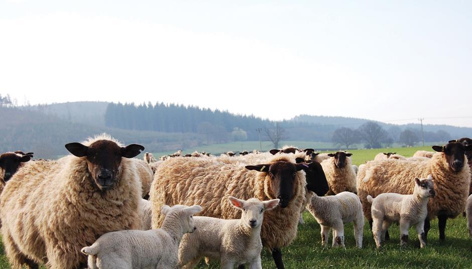 Aldi doubles British lamb range with four new fresh lines | News | The ...