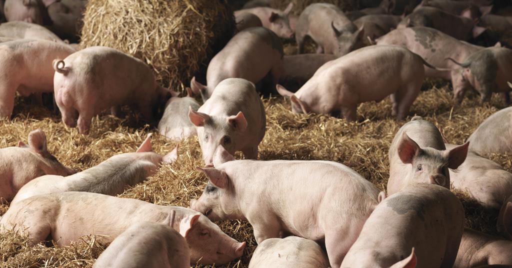 Red Tractor: New tiers for pig welfare gets go-ahead | The Grocer