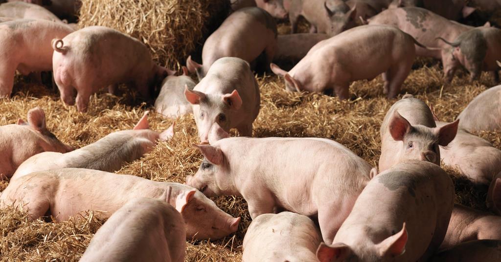 Red Tractor: New tiers for pig welfare gets go-ahead | The Grocer