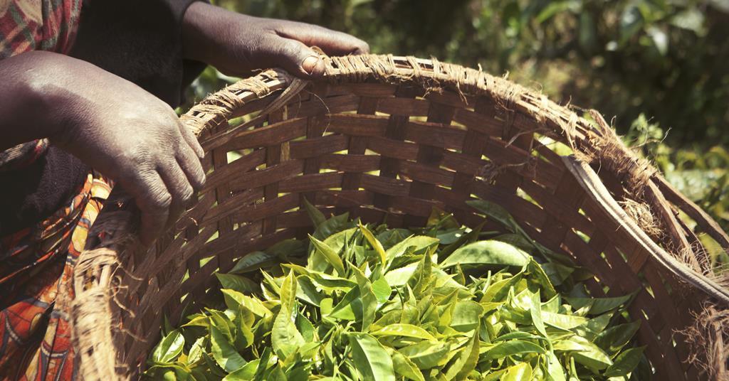 UK tea brands urge removal of factory director in sex scandal | The Grocer