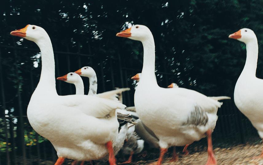 Animal welfare campaigners express anger as government drops exports ...