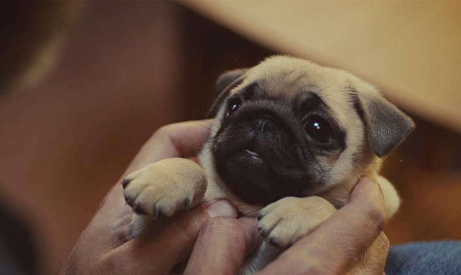 McVitie's baby animals show the way on Christmas TV ads | Comment ...