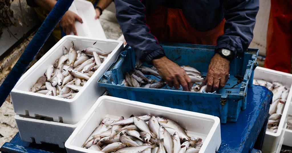 Seafood sourcing countries told to improve fishing labour standards ...