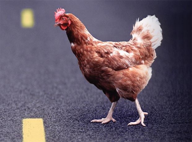 The big chicken questions answered | Analysis & Features | The Grocer