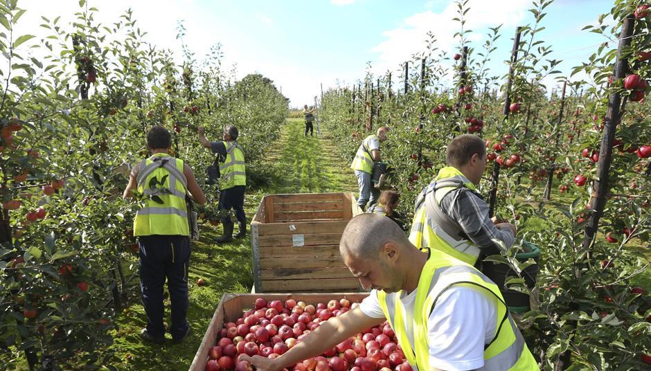 MPs urge introduction of Seasonal Agricultural Workers Scheme | News ...