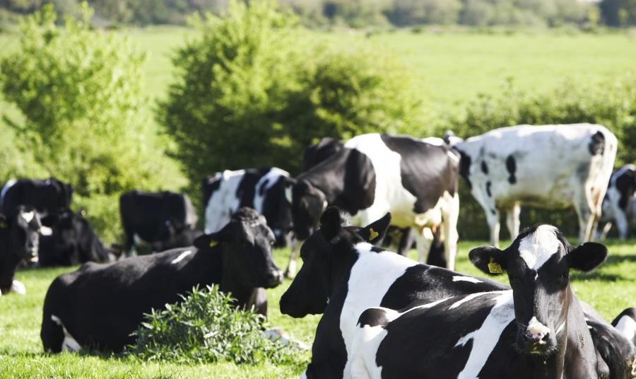 Dairy Crest re-opens applications for formula contract | News | The Grocer