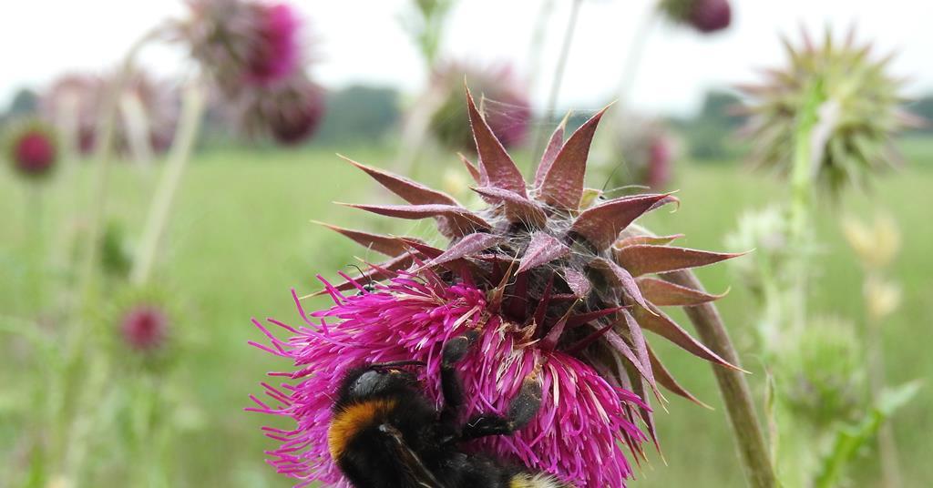 RSPB Fair to Nature certification scheme expanded and relaunched | News ...