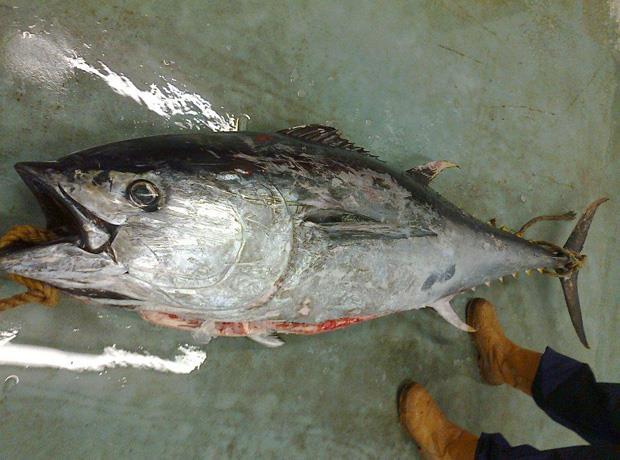 bluefin tuna devon