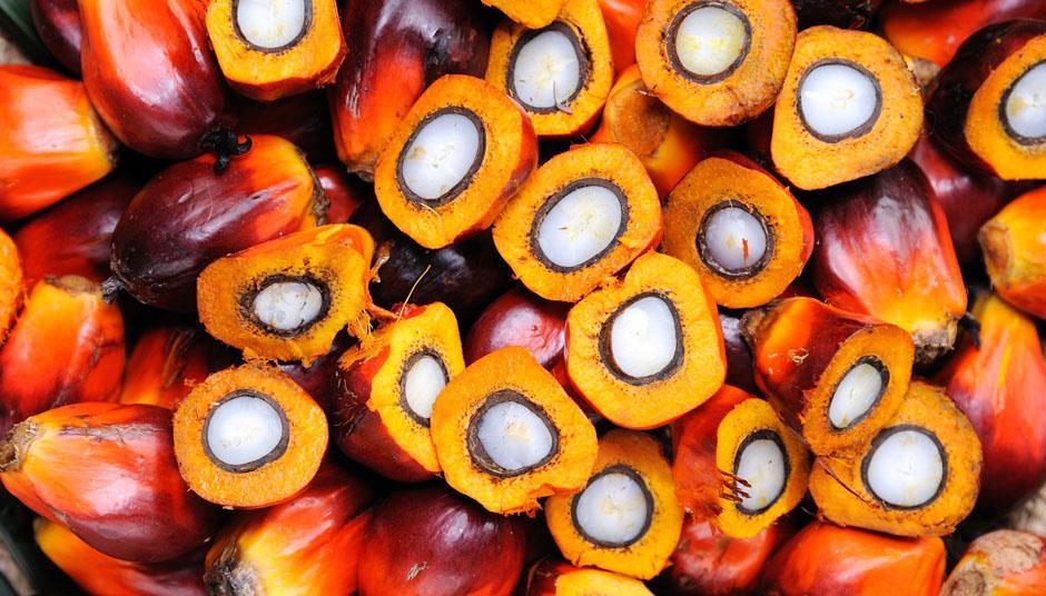 Boycotting palm oil isn't the answer. It must be sustainable | Comment ...