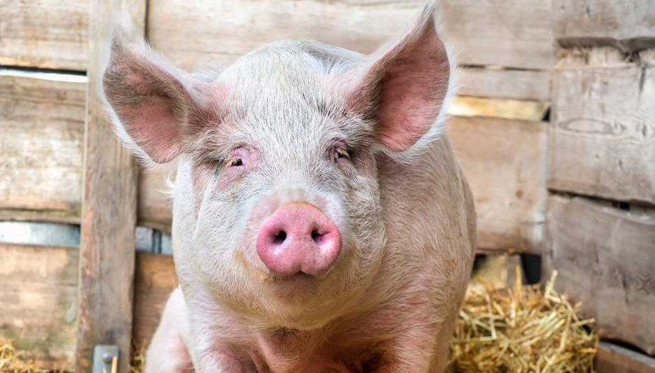 African swine fever is ‘major threat’ to China’s pork | News | The Grocer