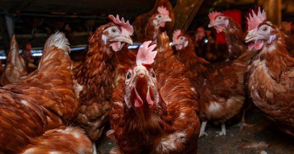 Chicken demand necessitates planning reform, sector warns | The Grocer