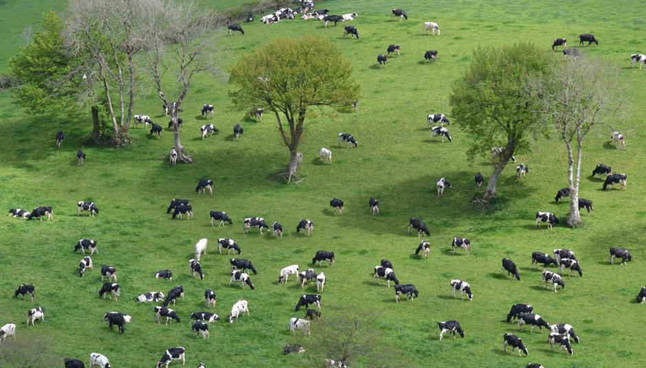 NFU cautions over 'constant boom and bust dairy cycle' | News | The Grocer