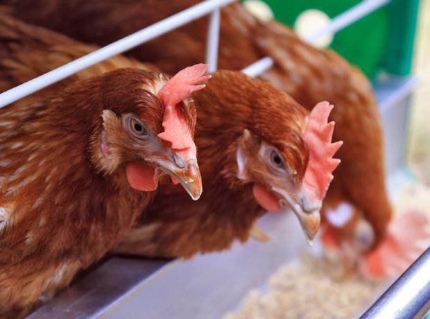 CMA launches probe into Boparan’s acquisition of Banham Poultry | News ...