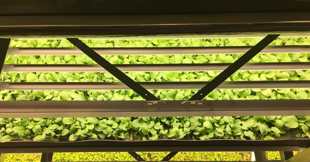 Is vertical farming the future of food? | Analysis & Features | The Grocer