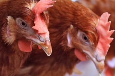 CMA launches probe into Boparan’s acquisition of Banham Poultry | News ...