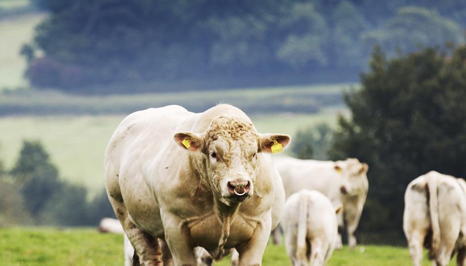 British Charolais Cattle Society targets beef brand status | News | The ...