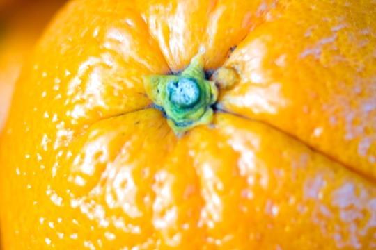 Fruit supplier Jupiter Marketing collapses, leaving almost 100 jobless ...