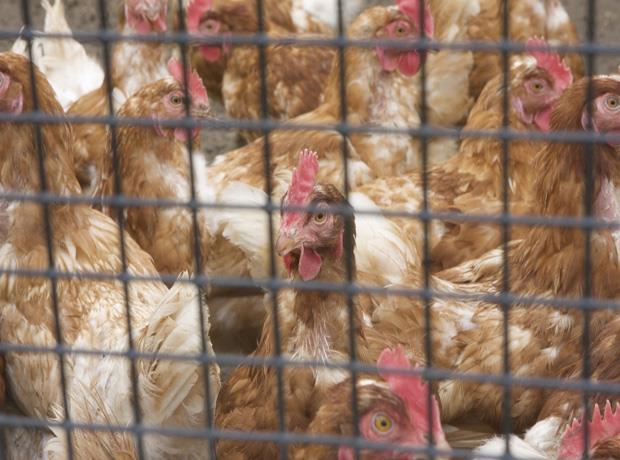 'Hypocritical' CIWF campaign against caged eggs slammed | News | The Grocer