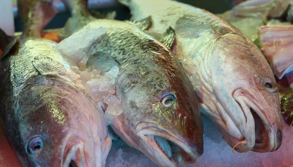 Cod recovery boosts UK self-sufficiency | Analysis & Features | The Grocer