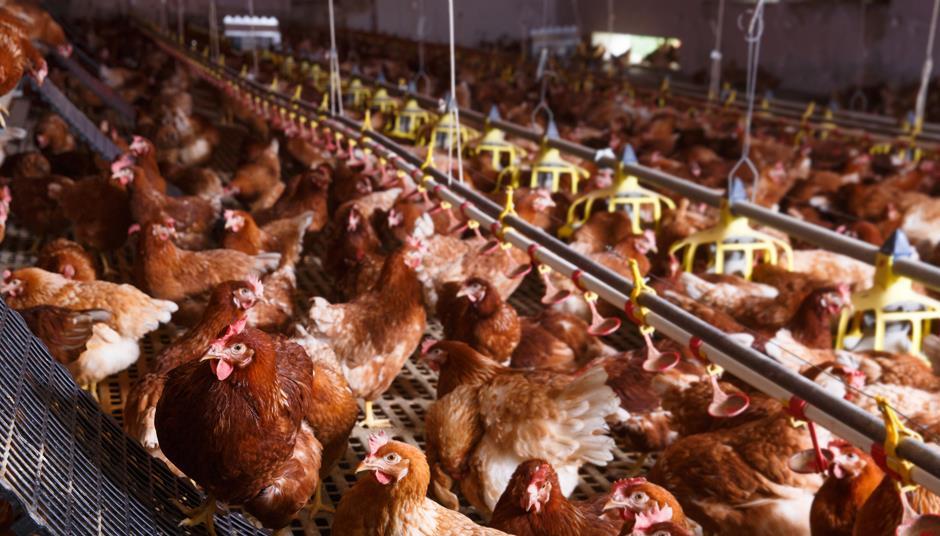Defra updates meat chicken welfare code | News | The Grocer