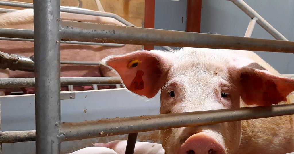 Pork producer ditched by processor and retailers over ‘disturbing ...