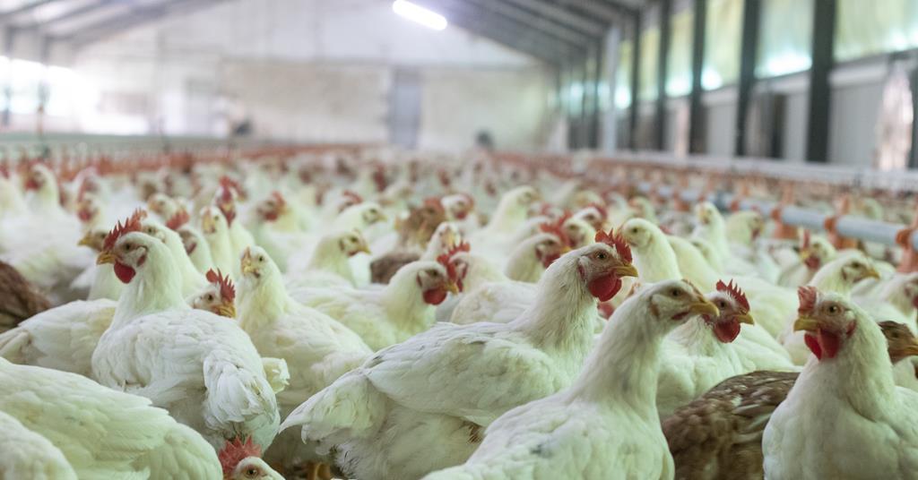 New report claims intensive poultry production is key driver of bird ...