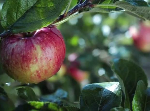 Waitrose trumpets British apple selection with Alan Titchmarsh ad ...