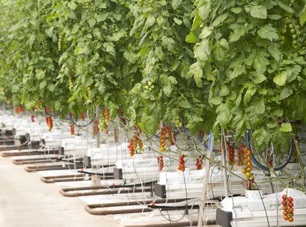 APS Salads completes £3.7m nursery expansion in Kent | News | The Grocer