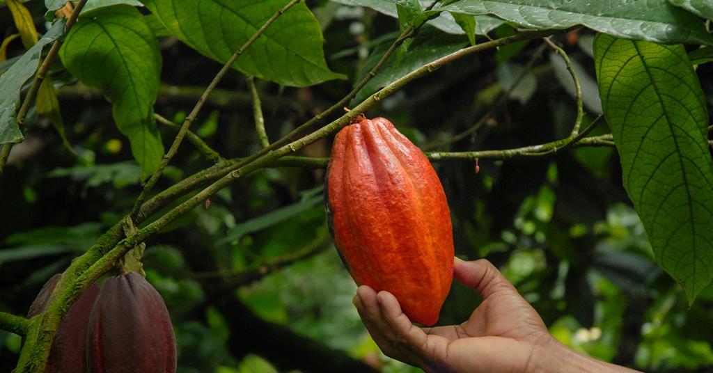 Why responsibly-sourced cocoa should remain top of the agenda for the ...