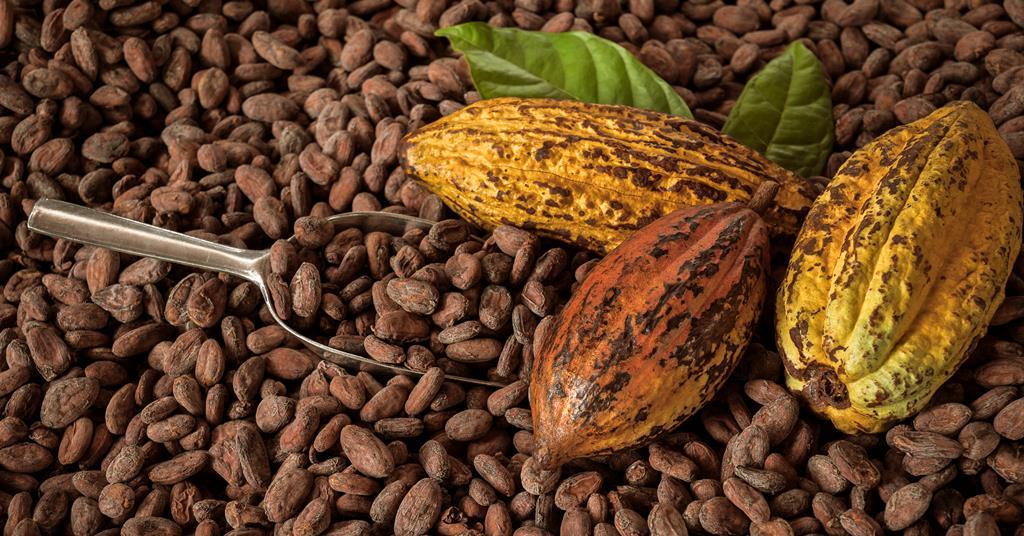 Why responsibly-sourced cocoa should remain top of the agenda for the ...