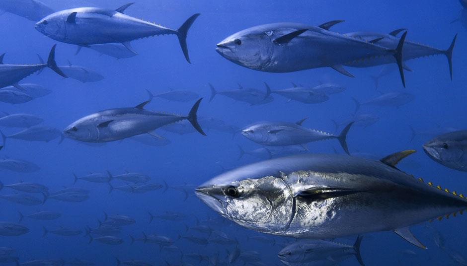 Unregulated Indian Ocean squid fishing could damage tuna stocks, report ...