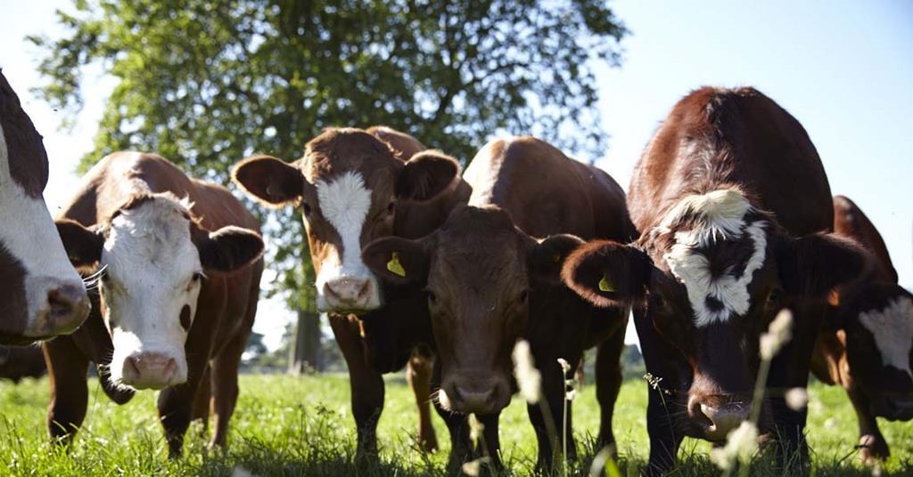 Waitrose and John Lewis join with WWF for conservation projects in UK ...