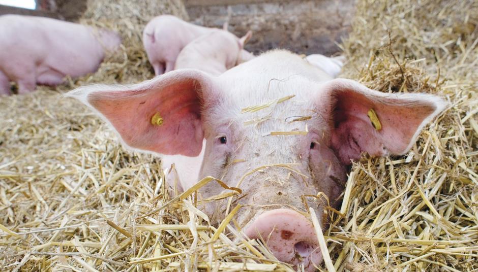 Chinese demand for pork creates competition for UK pig market | News ...