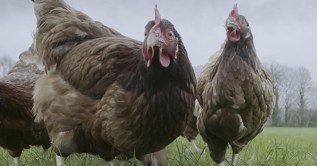 Waitrose plays up product provenance in major new ad campaign | News ...