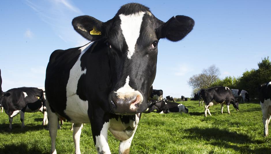Müller faces farmer unrest over milk price cut | News | The Grocer